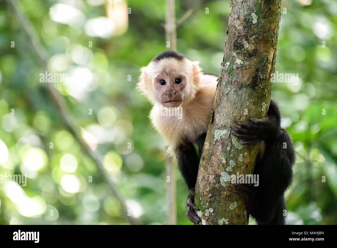 Monkey observation hi-res stock photography and images - Alamy