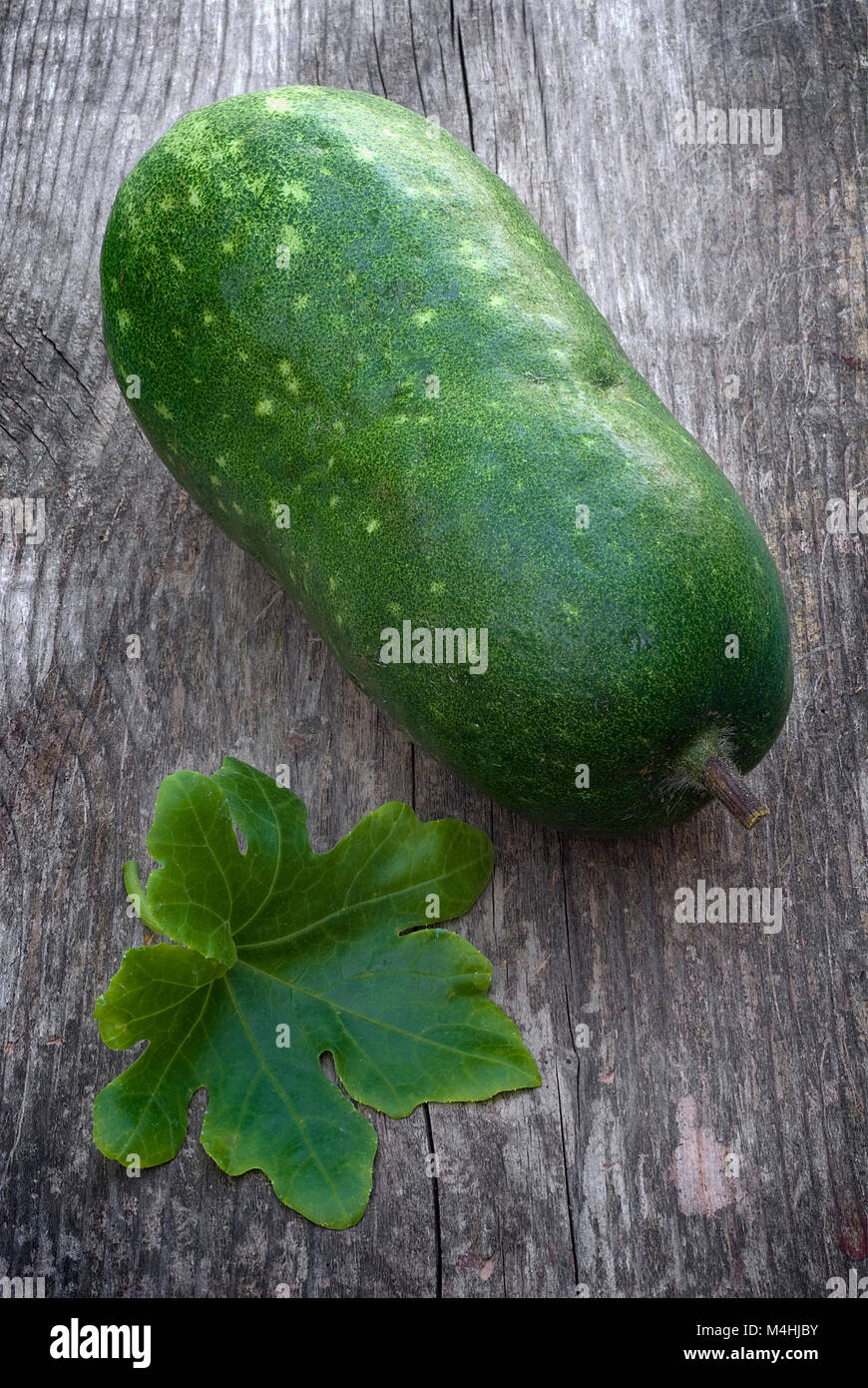 Winter melon (Benincasa hispida) is an unusual vegetable native to ...