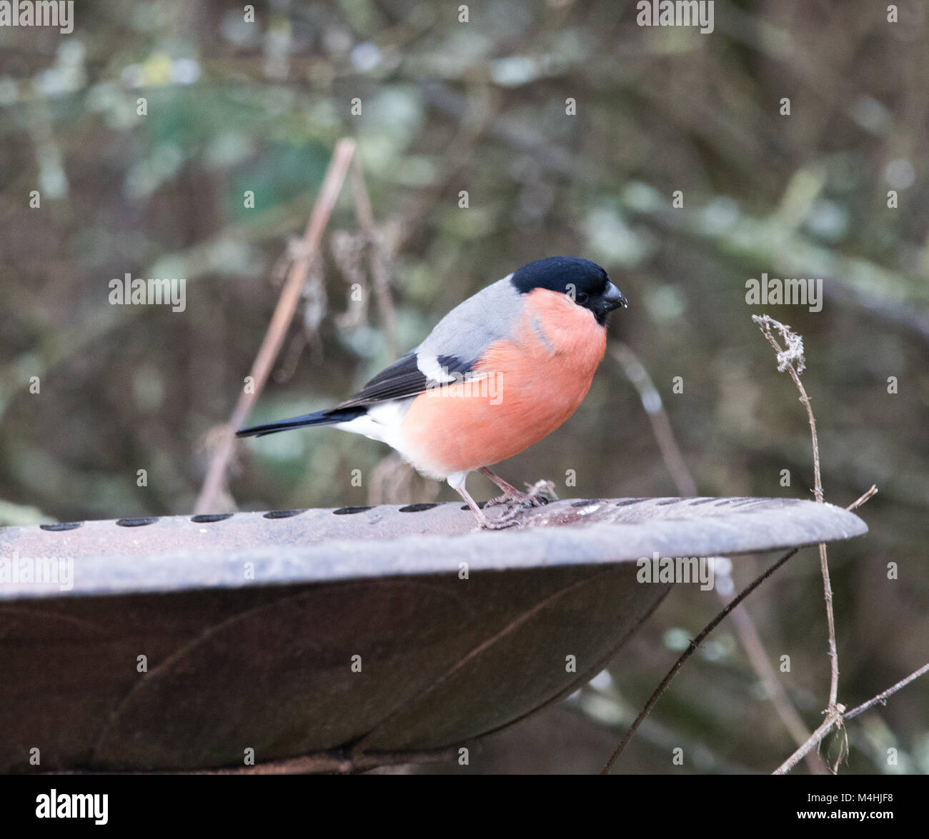 Flying bullfinch hi-res stock photography and images - Alamy