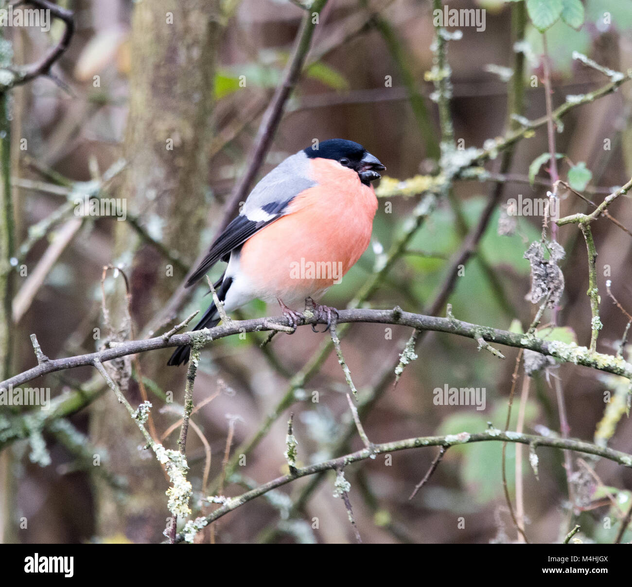 Bullfinch flying uk hi-res stock photography and images - Alamy