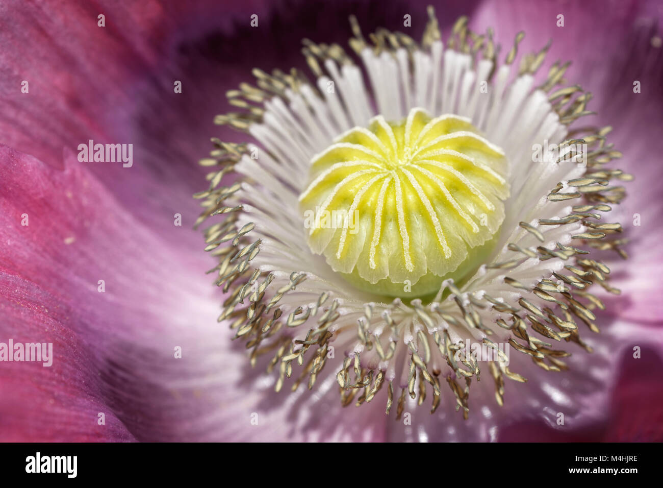 Opium po hi-res stock photography and images - Alamy