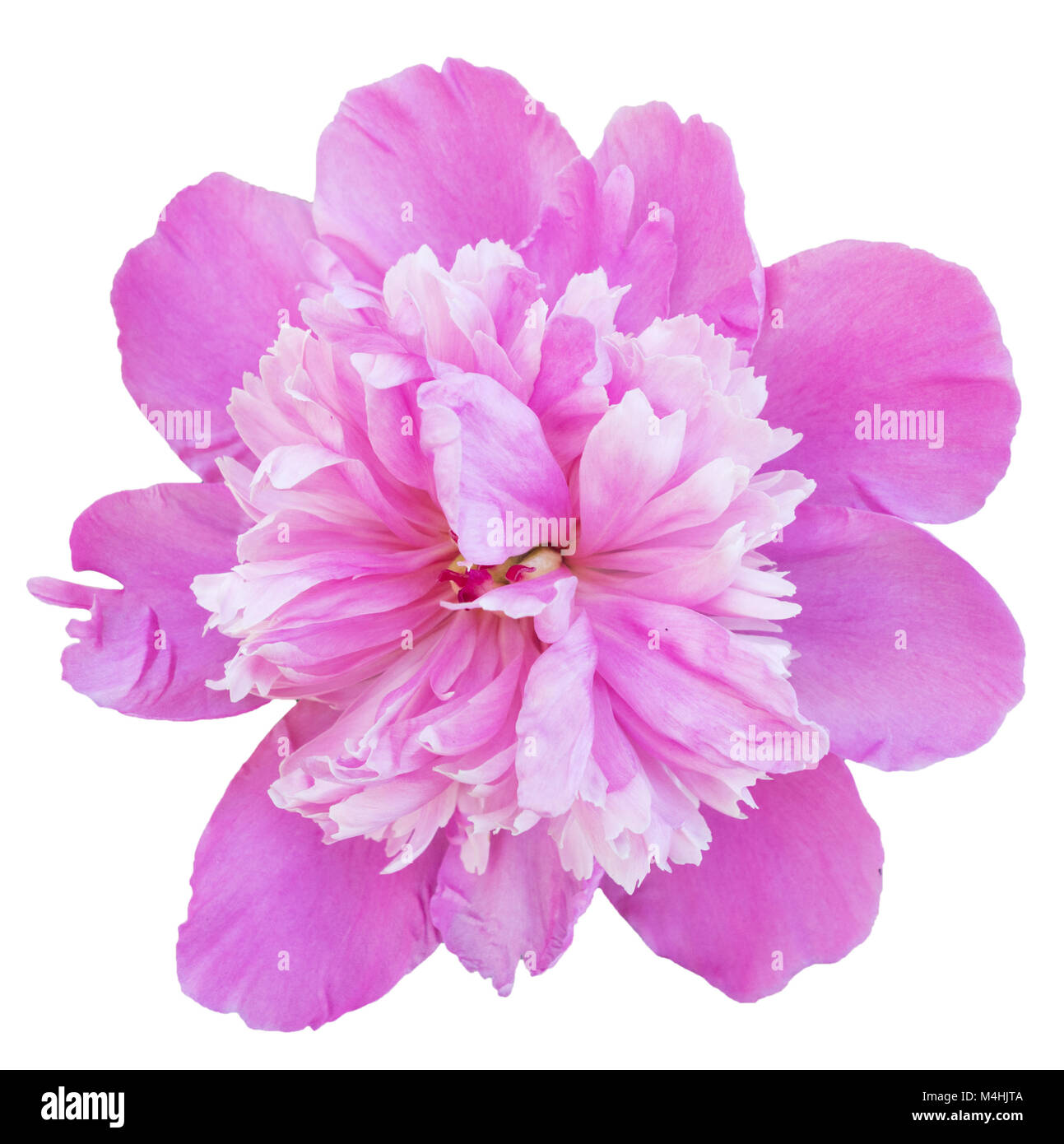Blooming flower pink peony Cut Out Stock Images & Pictures - Alamy