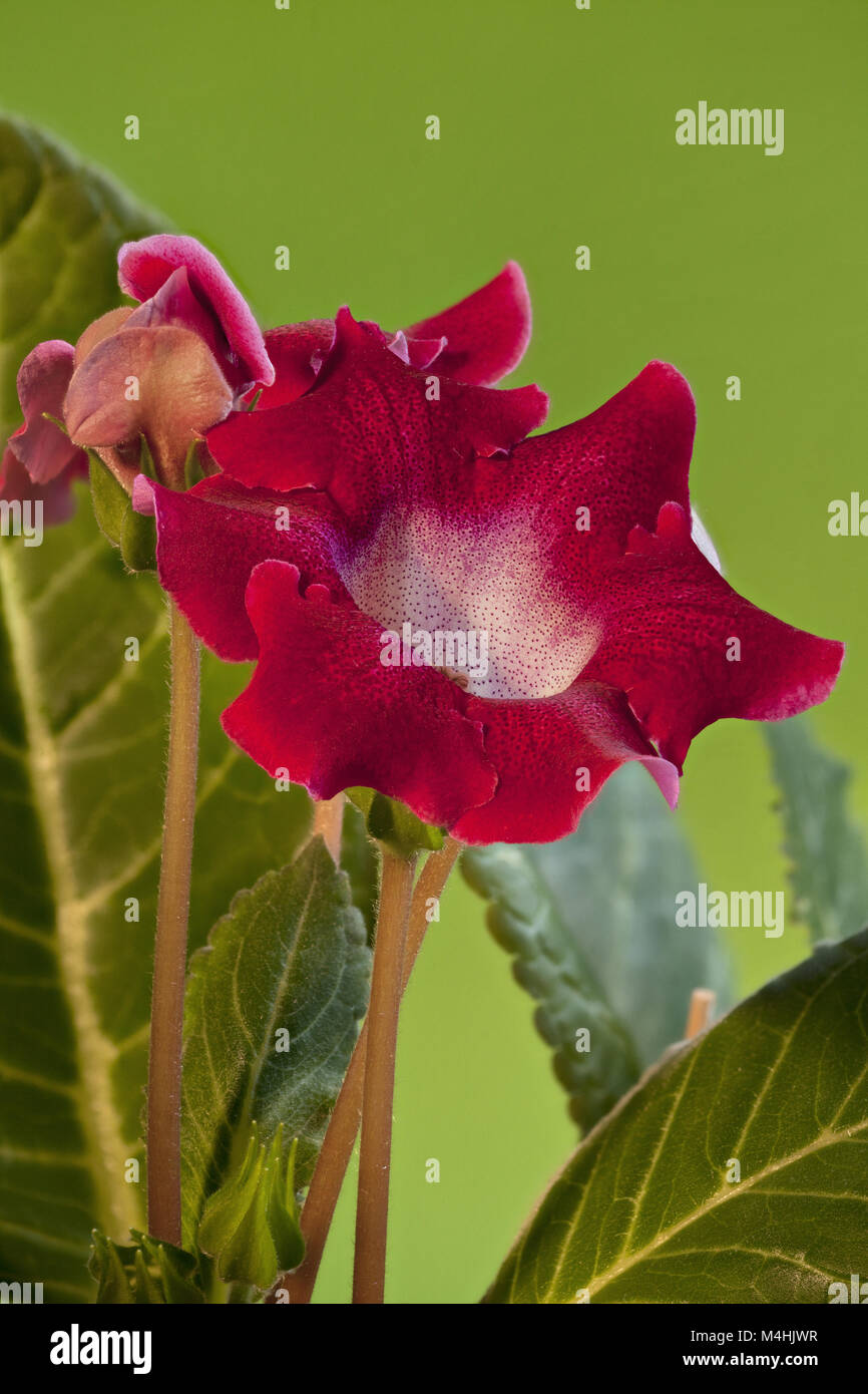 gloxinia indoor flowers Stock Photo - Alamy