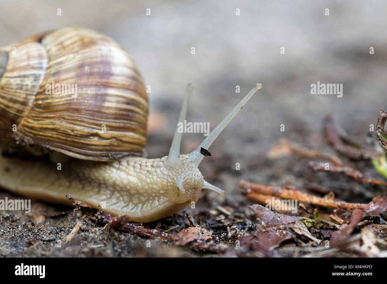 Hermaphrodite snail hi-res stock photography and images - Alamy