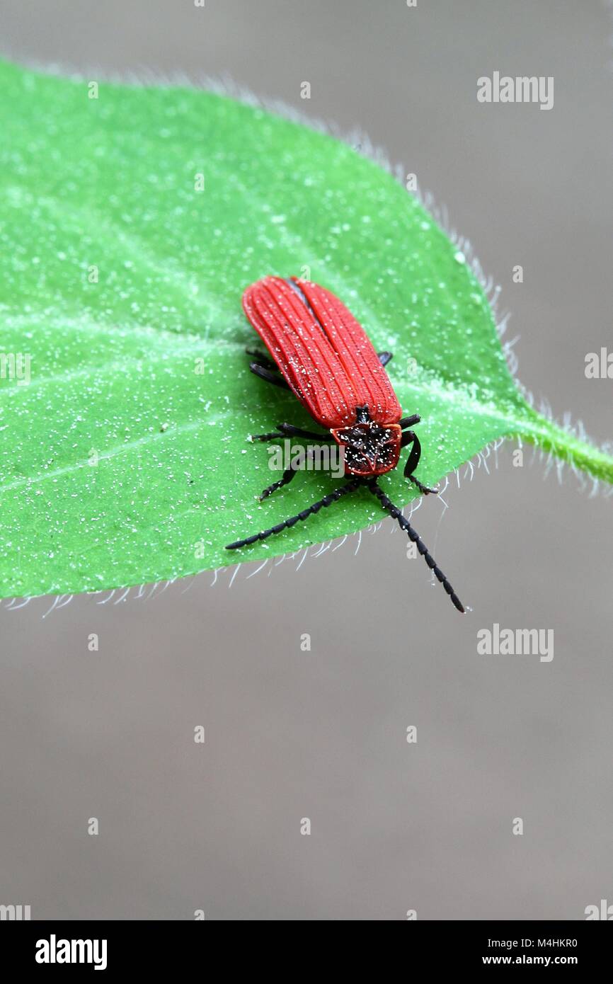 Golden net-winged soldier beetle, Dictyopteris aurora Stock Photo - Alamy
