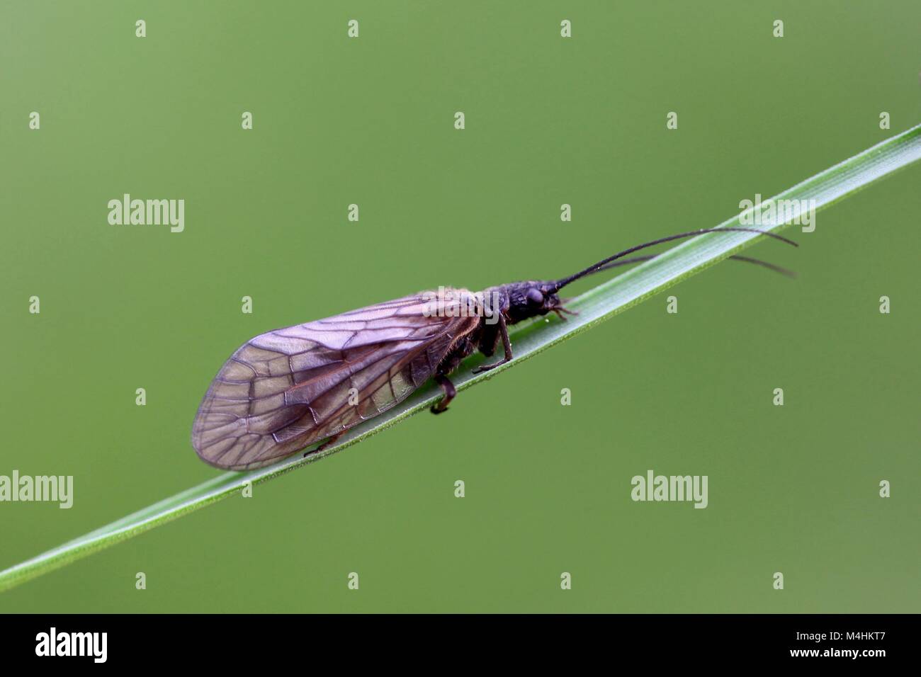 Cialis hi-res stock photography and images - Alamy