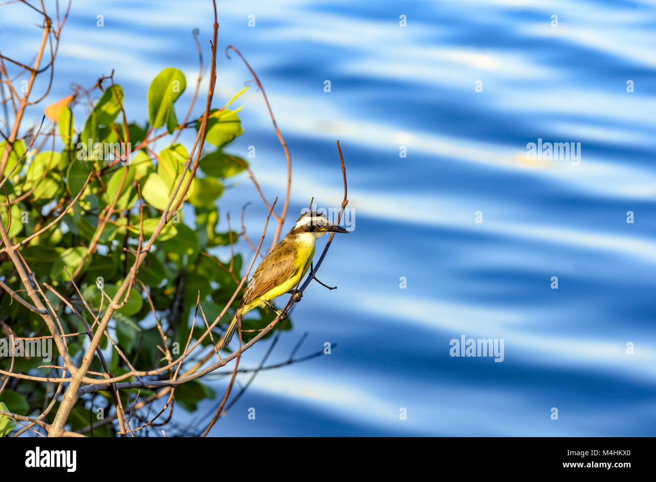 Animal bird great kiskadee species hi-res stock photography and images ...