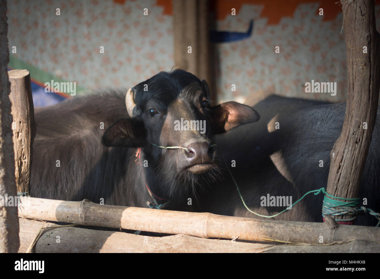 Lantang nepal hi-res stock photography and images - Alamy
