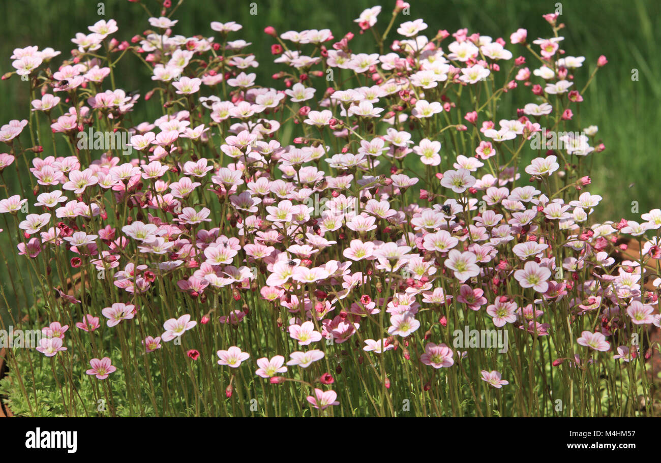 Flowering moss bright flowers Stock Photo - Alamy