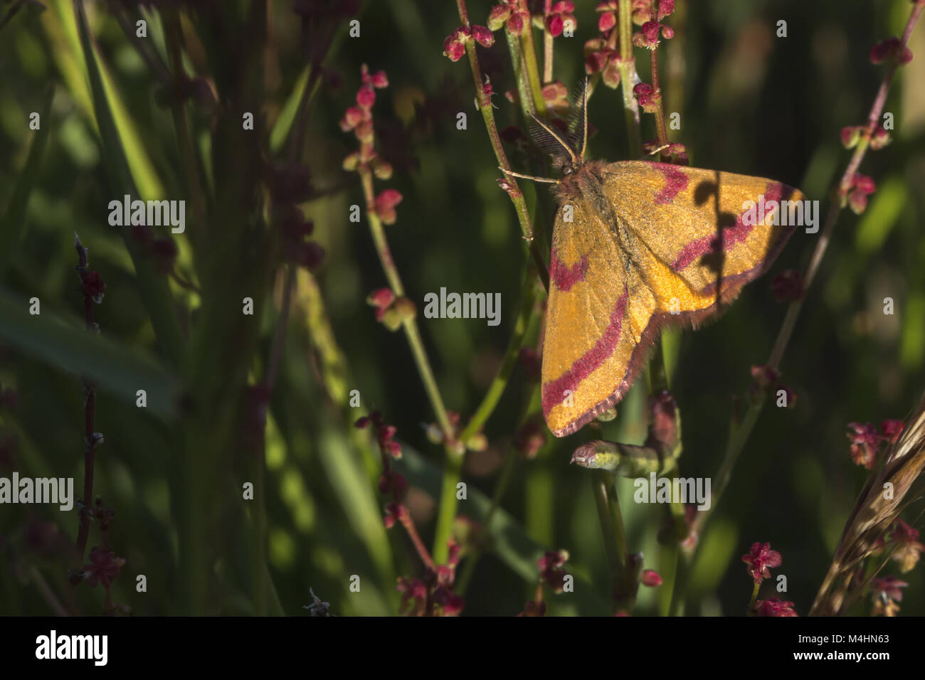 Purple barred yellow moth hi-res stock photography and images - Alamy