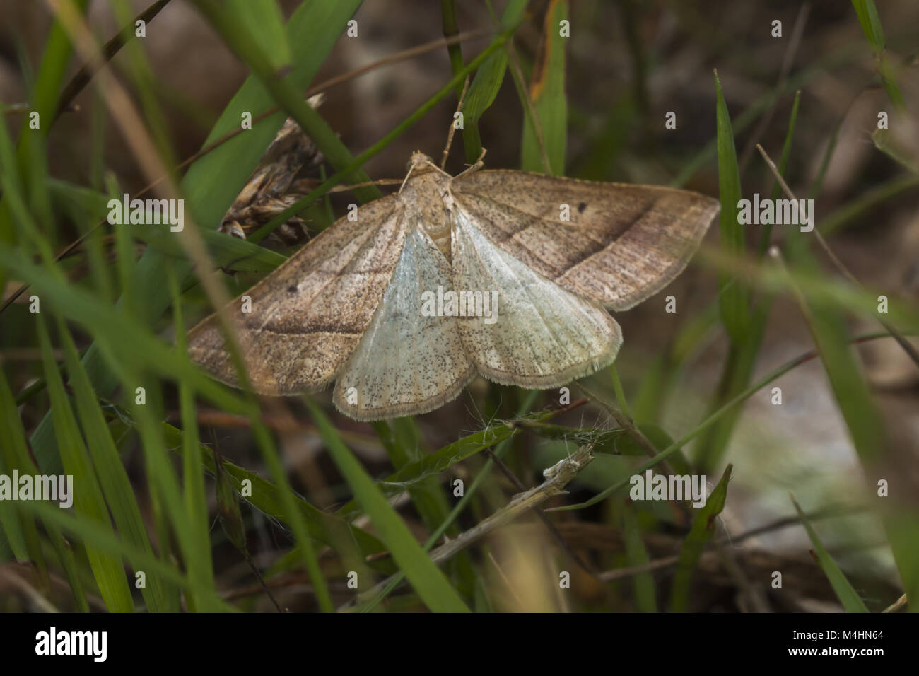 Brown silverline moth (Petrophora chlorosata Stock Photo - Alamy