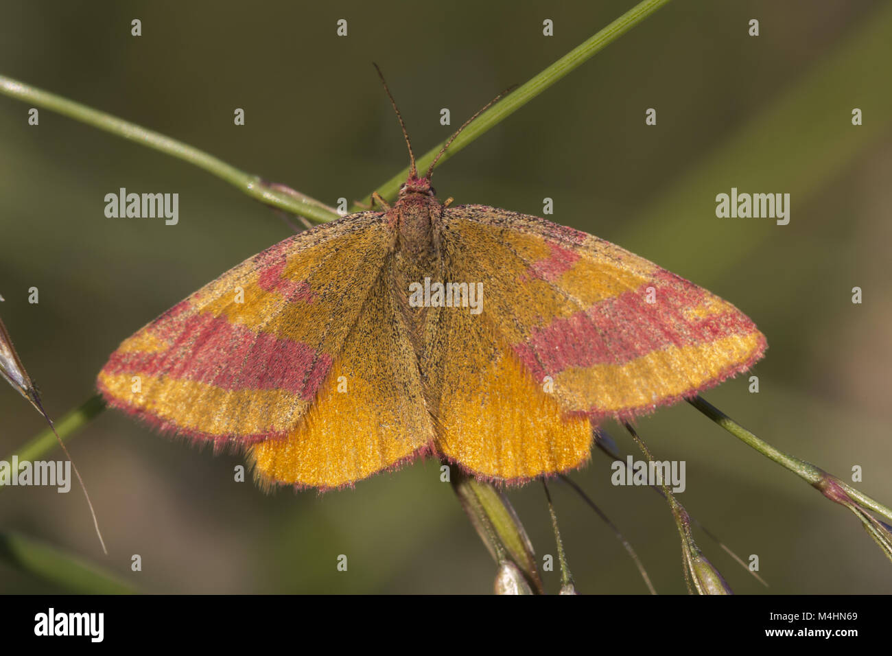 Purple barred yellow moth hi-res stock photography and images - Alamy