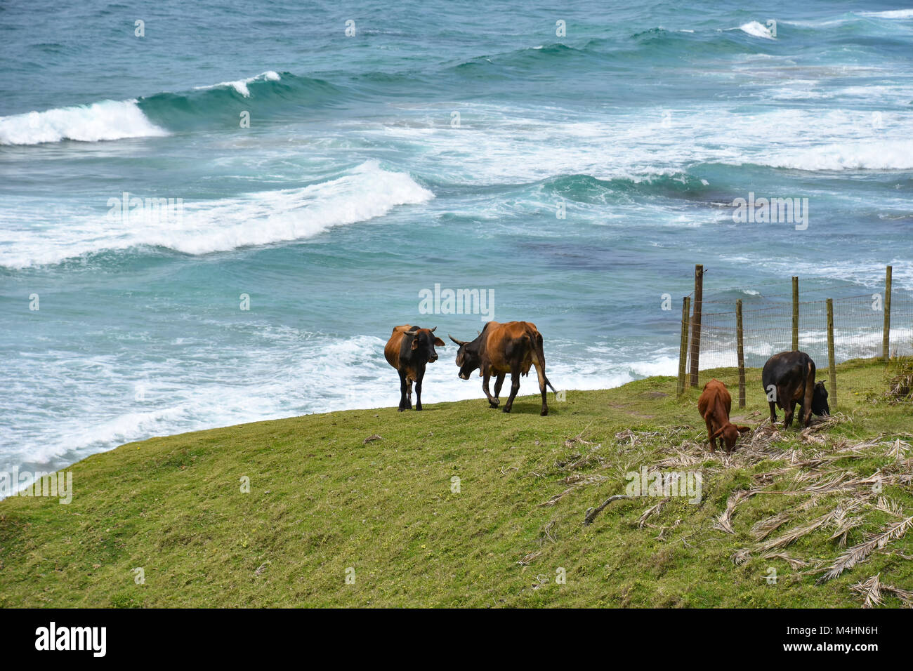 Nguni cows with big horns grazing in Coffee Bay at the Indian Ocean in ...