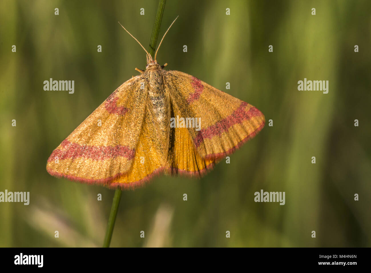 Purple barred yellow moth hi-res stock photography and images - Alamy