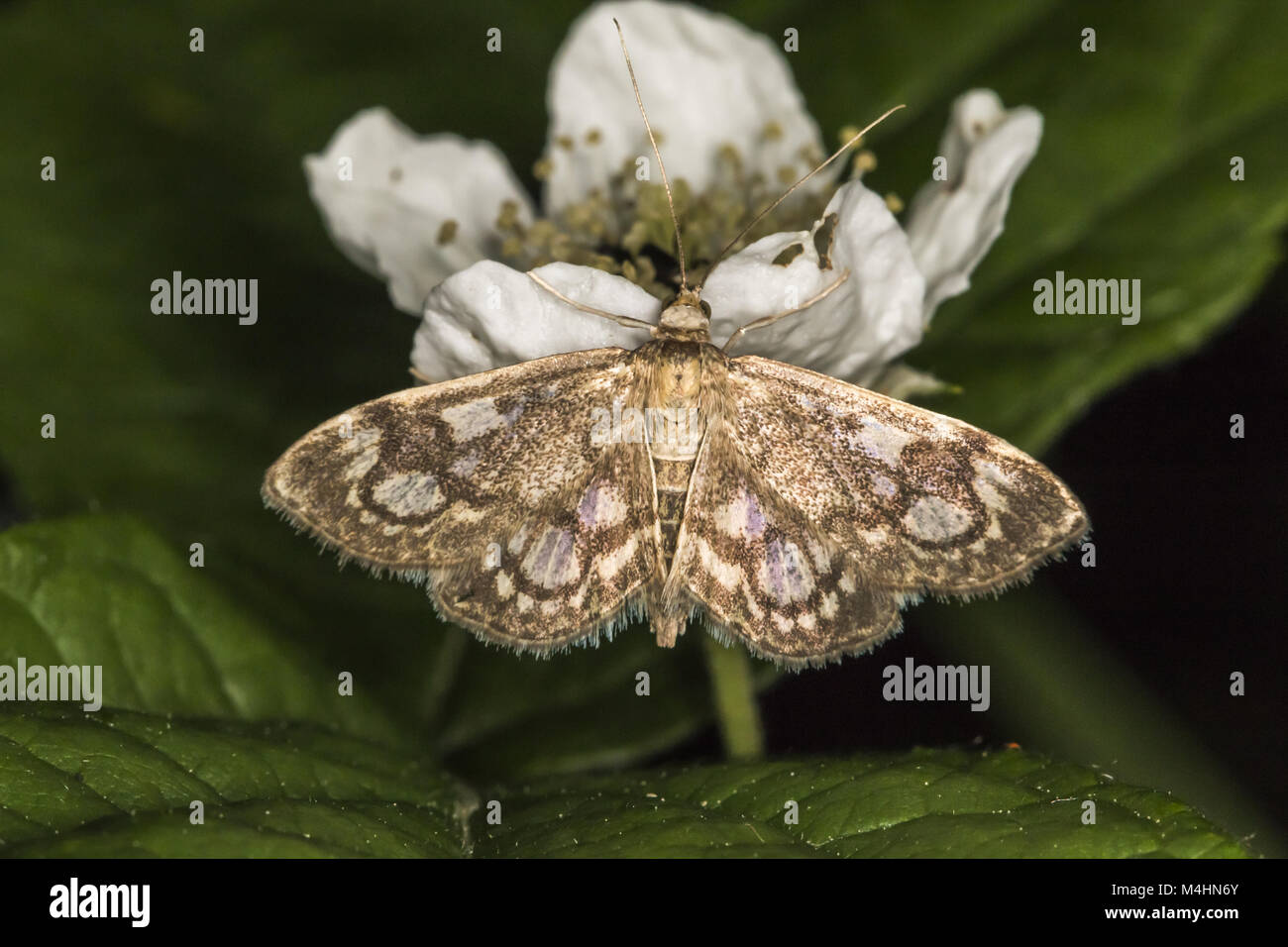 Crowned phlyctaenia moth (Anania coronata Stock Photo - Alamy