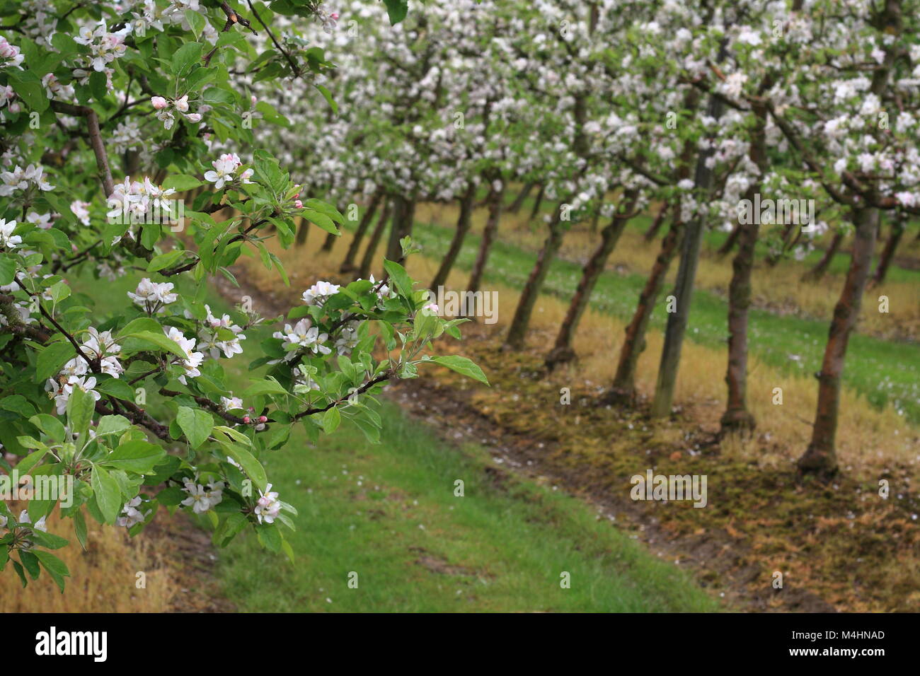 Apple Plantation High Resolution Stock Photography and Images - Alamy
