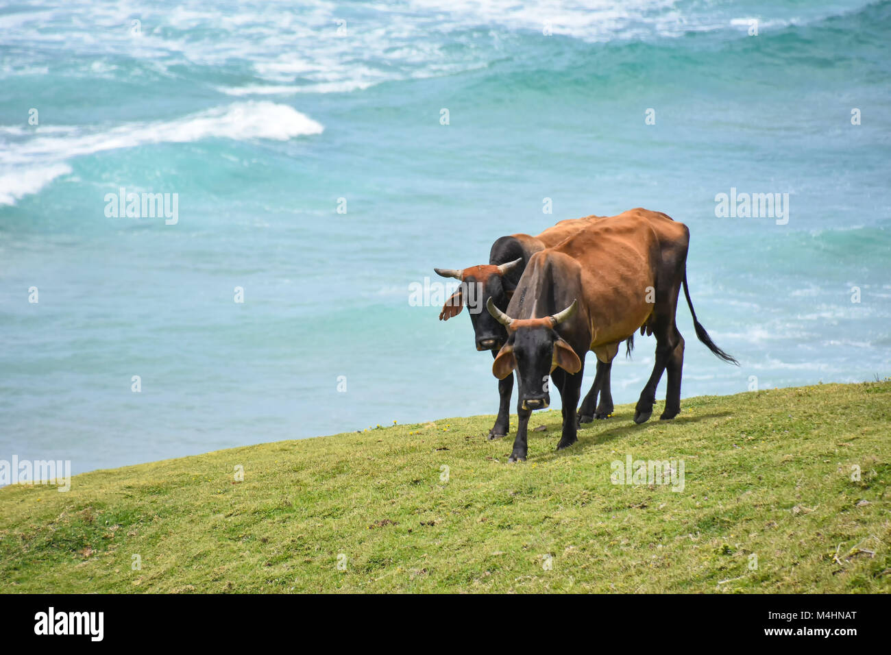 Nguni cows with big horns walking in Coffee Bay at the Indian Ocean in ...