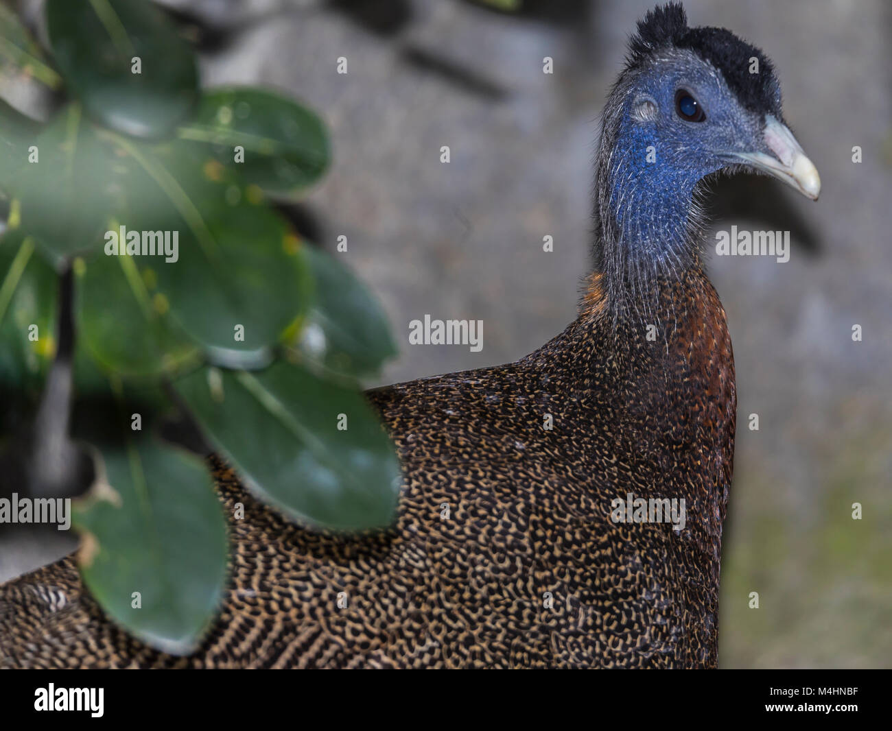 Argus pheasant hi-res stock photography and images - Alamy