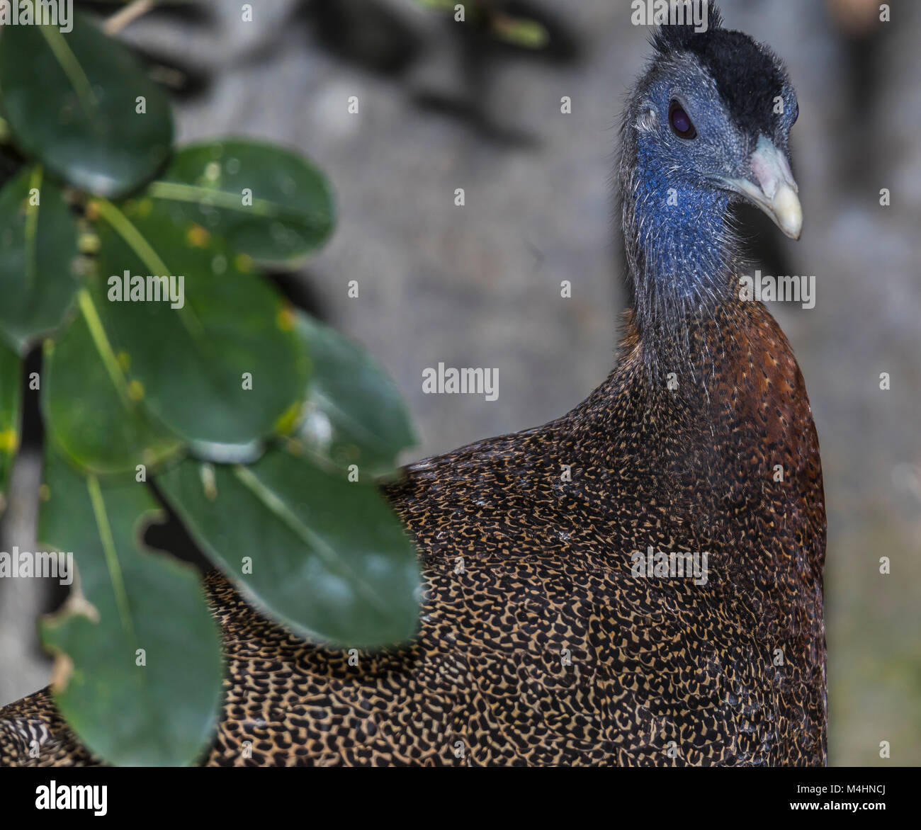 malay great argus pheasant bird Stock Photo - Alamy