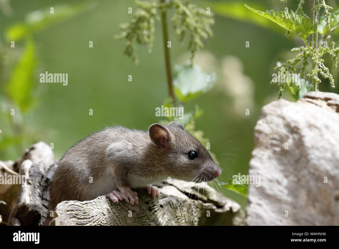 Mouse foraging hi-res stock photography and images - Alamy