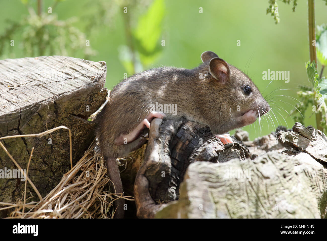 Mice foraging hi-res stock photography and images - Alamy