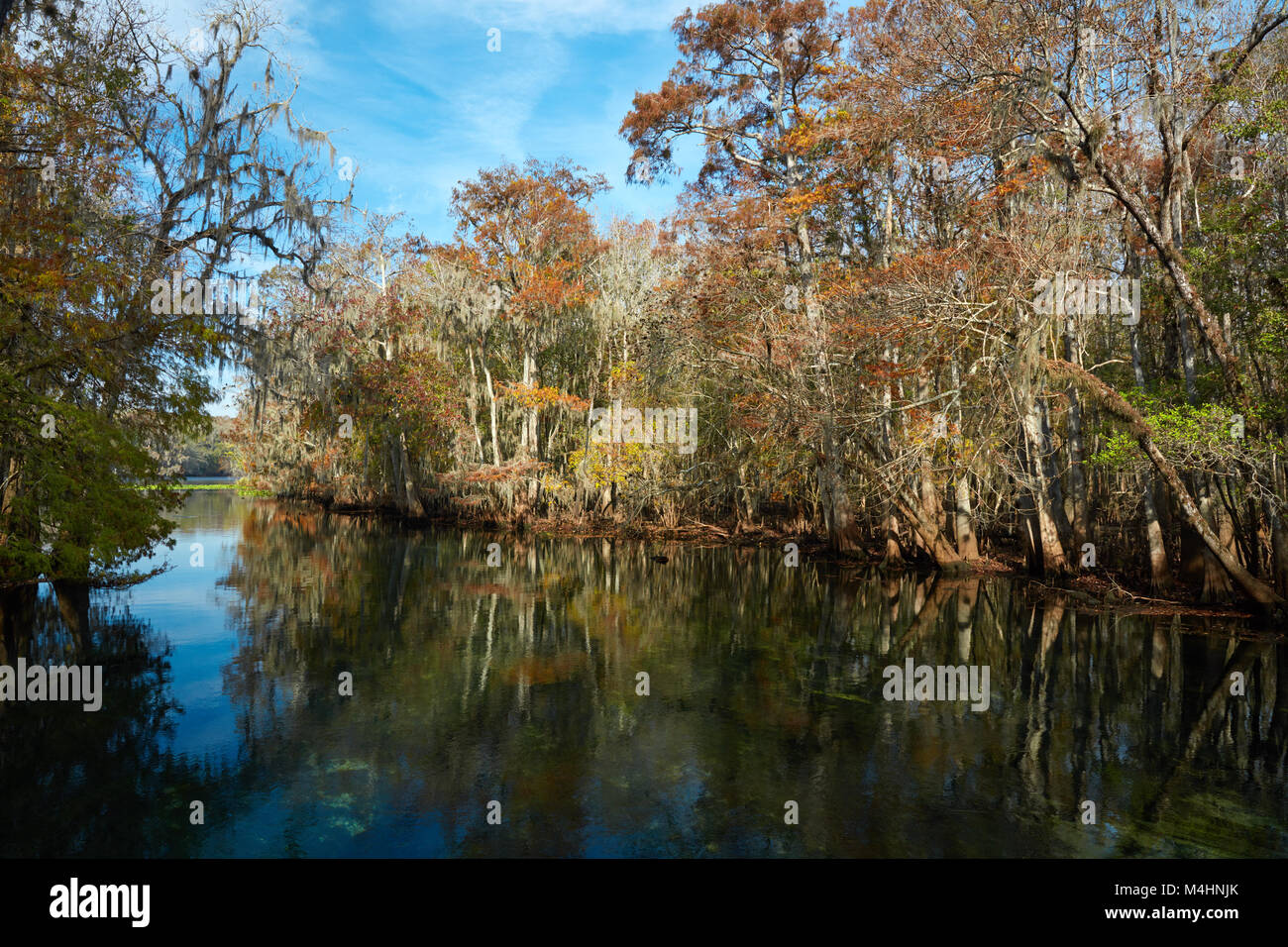 Springs flowing towards the Suwannee River at Manatee Springs State ...