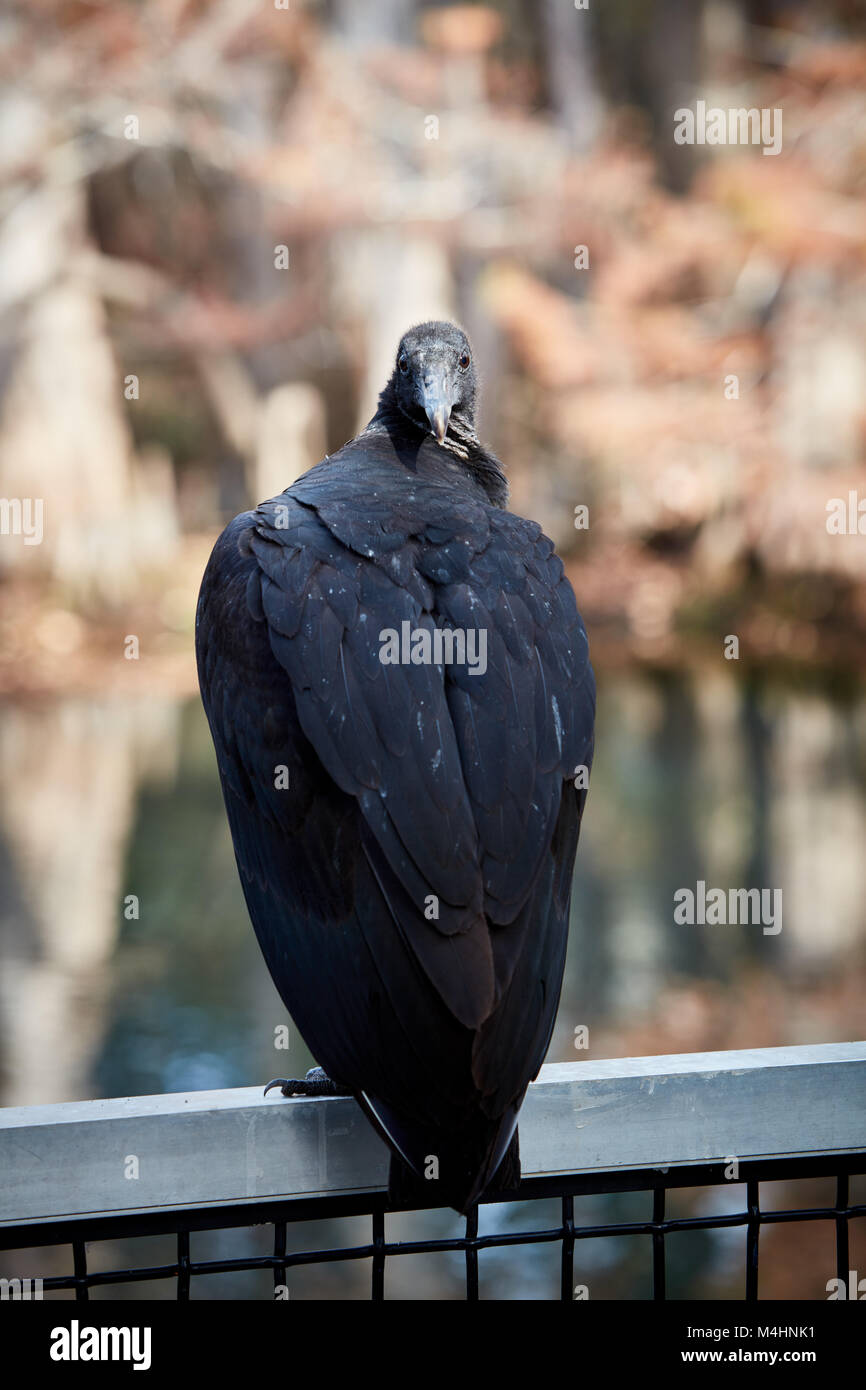 Turkey Vulture turning its head to look at camera Stock Photo - Alamy