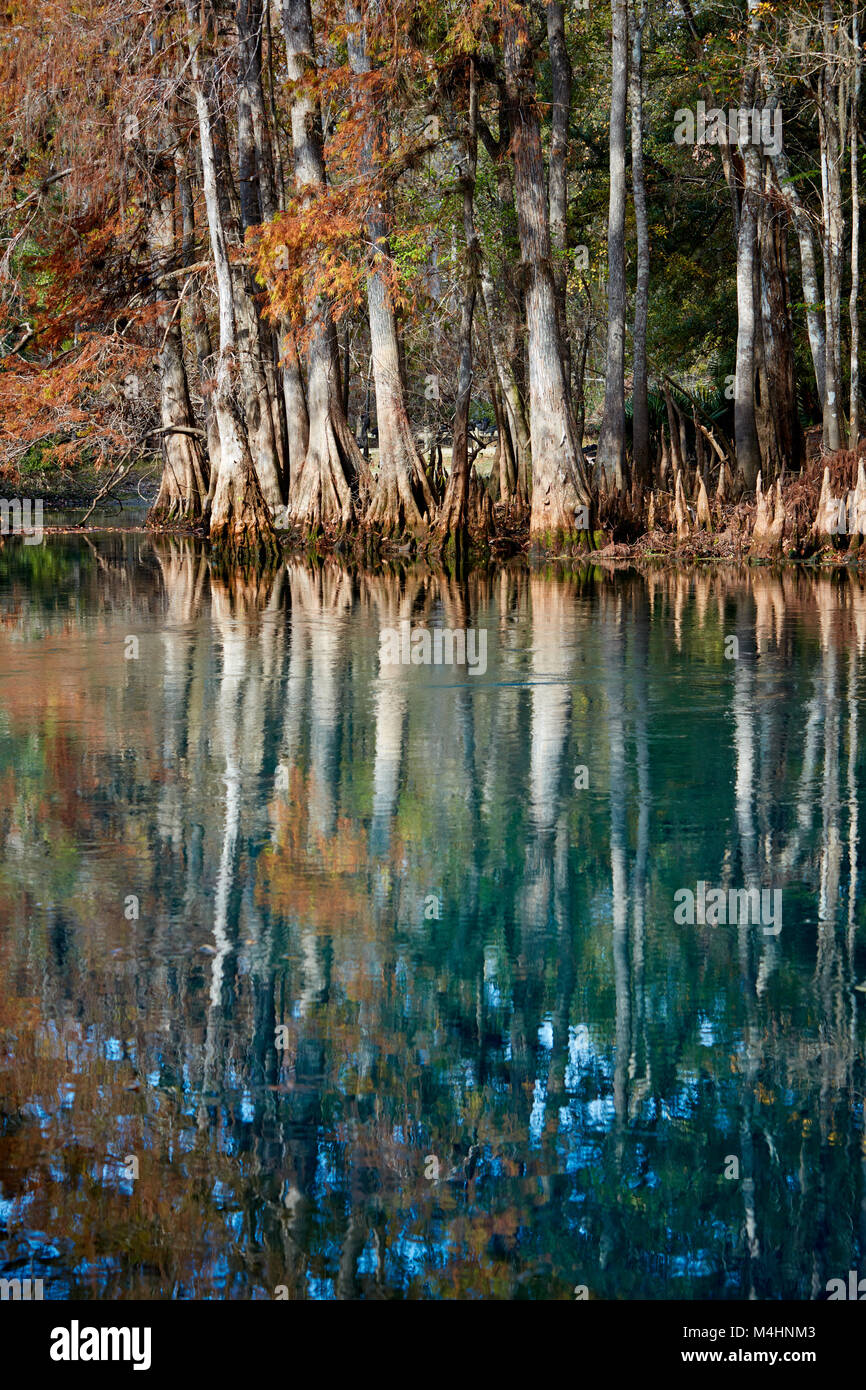 Cypress trees florida hi-res stock photography and images - Alamy