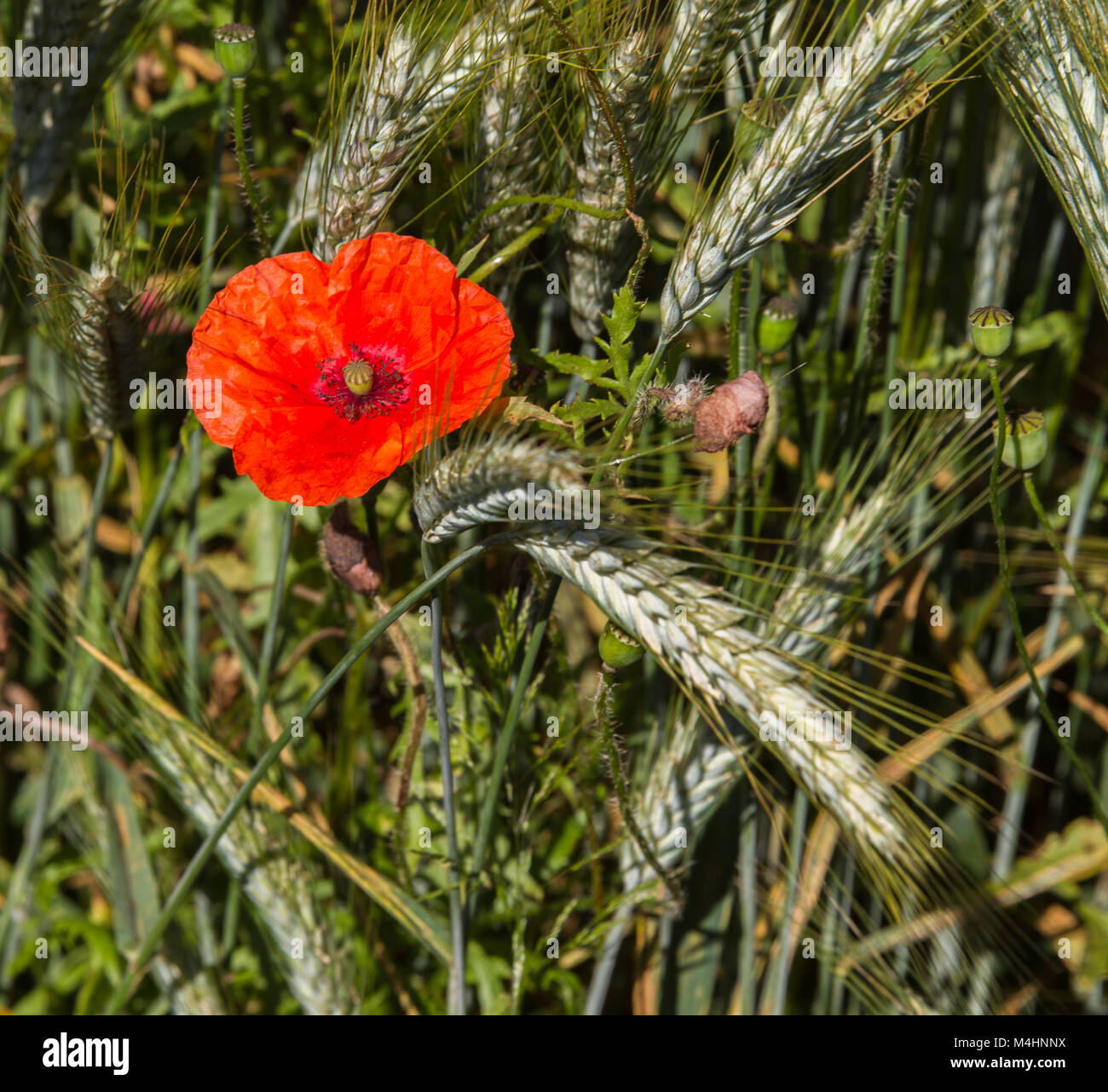 Poppy in cornfield hi-res stock photography and images - Alamy