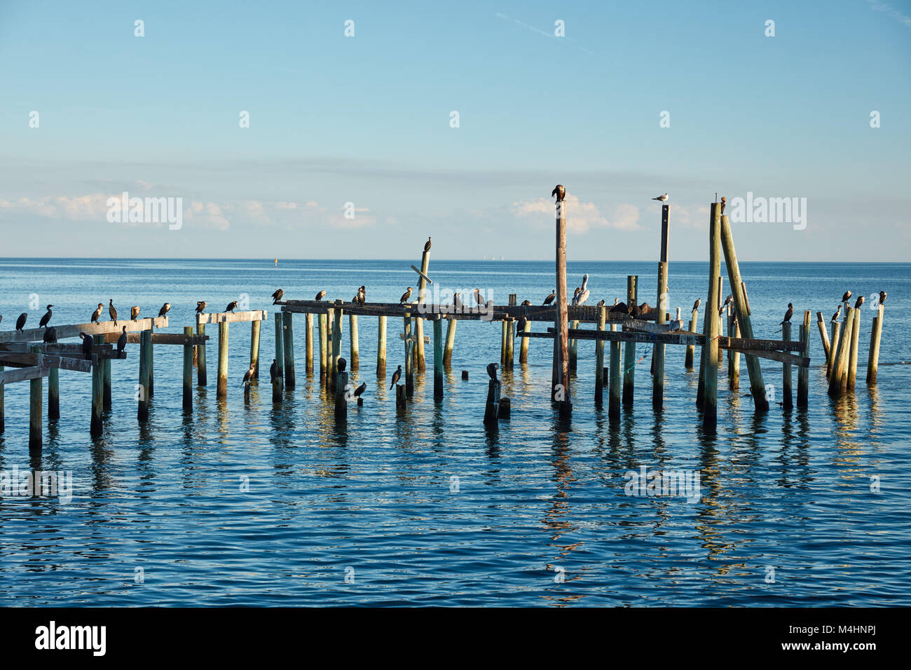 Birds perched on the pilings of pier ruins, Cedar Key, Florida Stock ...