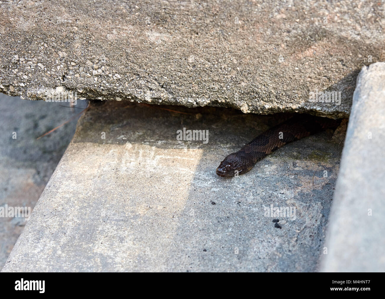 Brown water snake under the steps to the main spring at Manatee Springs ...