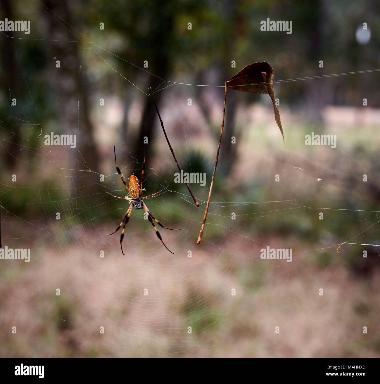 Golden Silk Orb Weaver Spider Stock Photo - Alamy