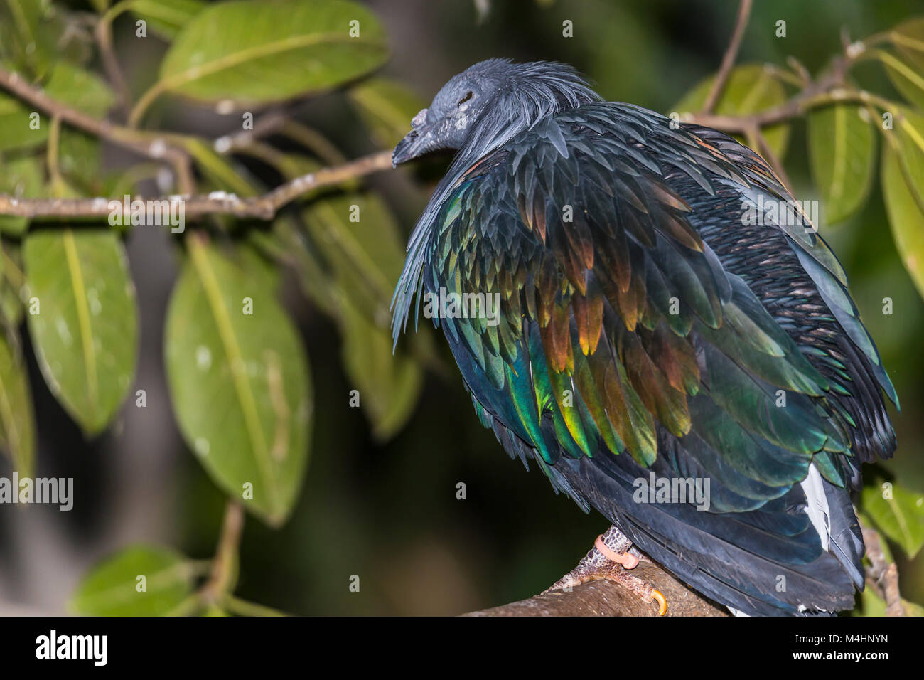 Nicobar pigeon (Caloenas nicobarica) bird Stock Photo - Alamy