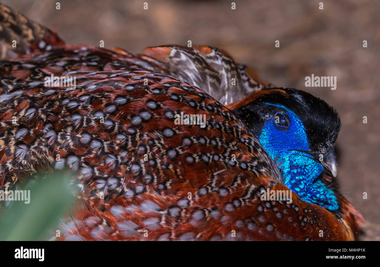Temminck’s tragopan hi-res stock photography and images - Alamy