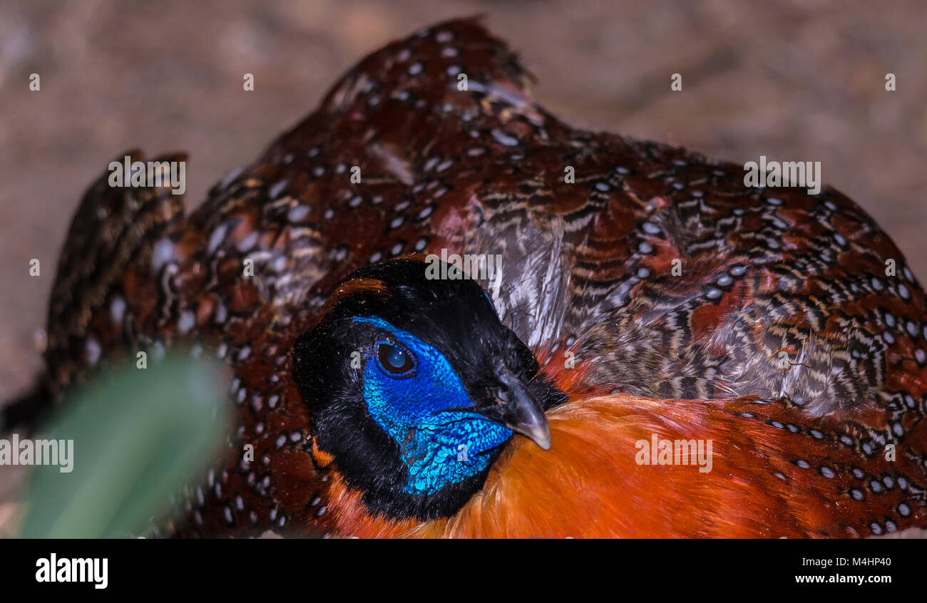 Temminck's tragopan hi-res stock photography and images - Alamy