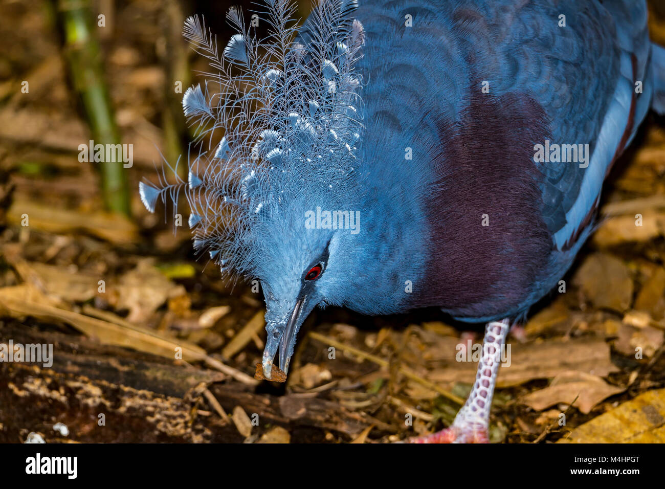 victoria crowned pigeon bird Stock Photo - Alamy