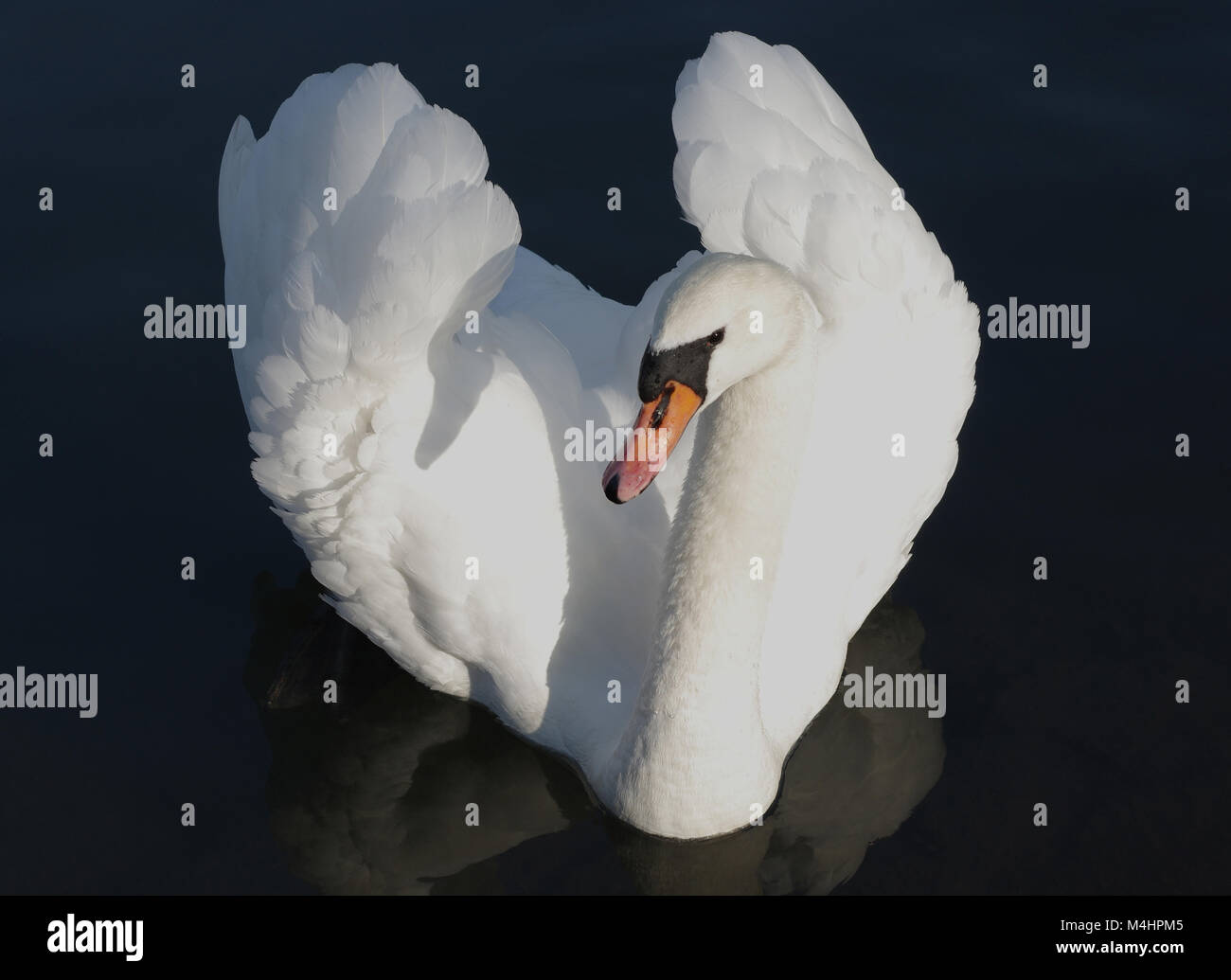 Mute swan in front of a dark background Stock Photo - Alamy