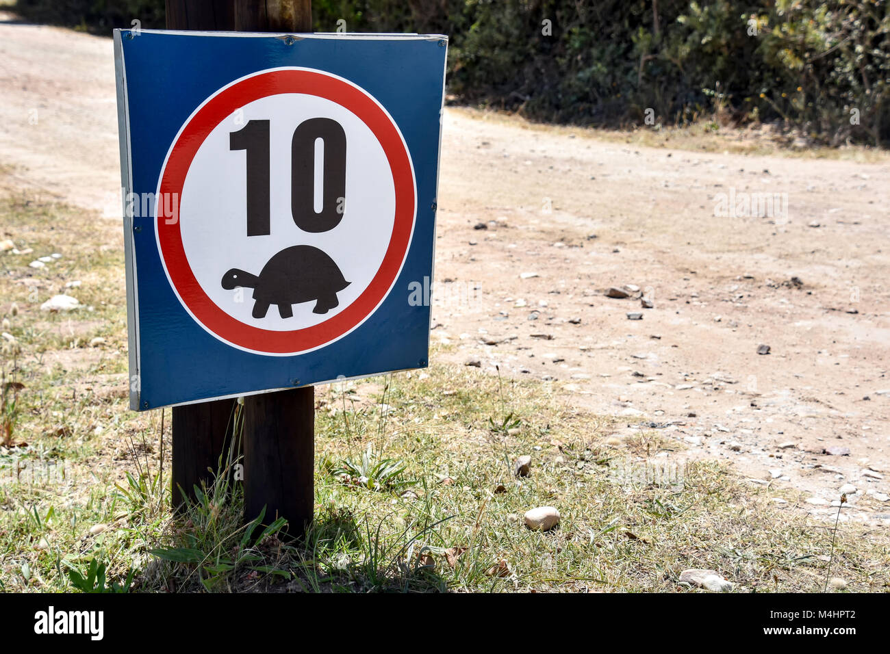 Turtles on the road hi-res stock photography and images - Alamy