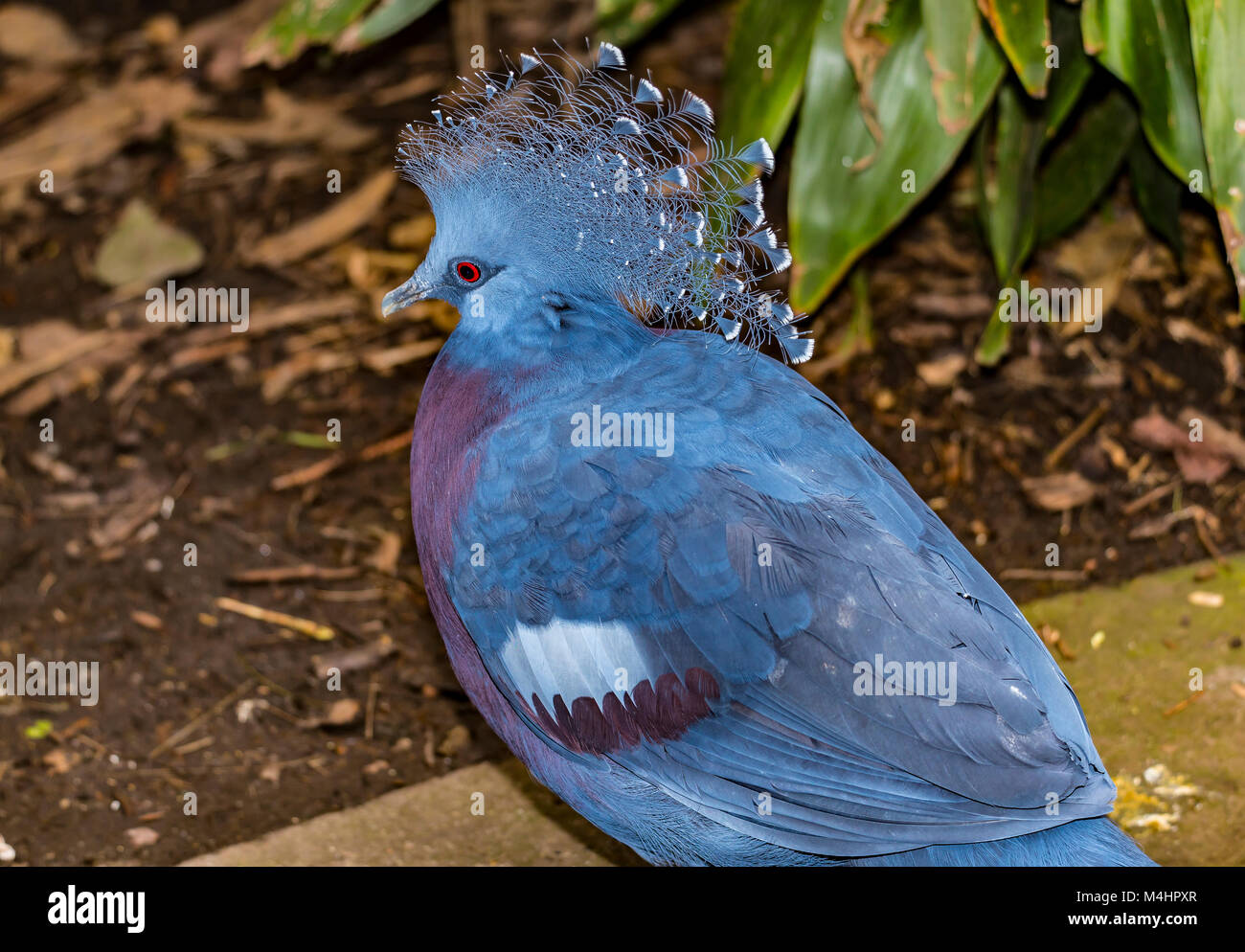victoria crowned pigeon bird Stock Photo - Alamy