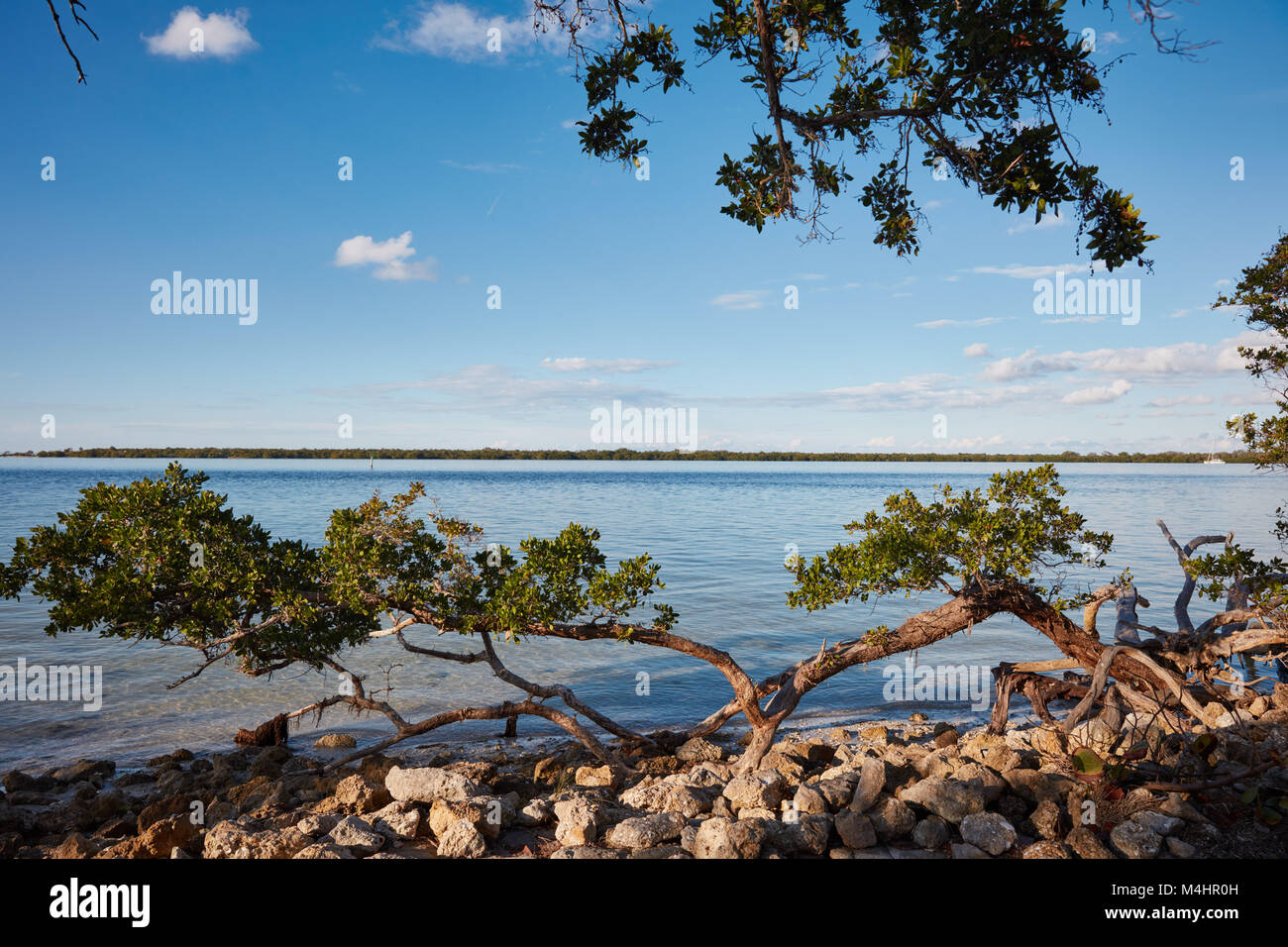 Manatee river hi-res stock photography and images - Alamy