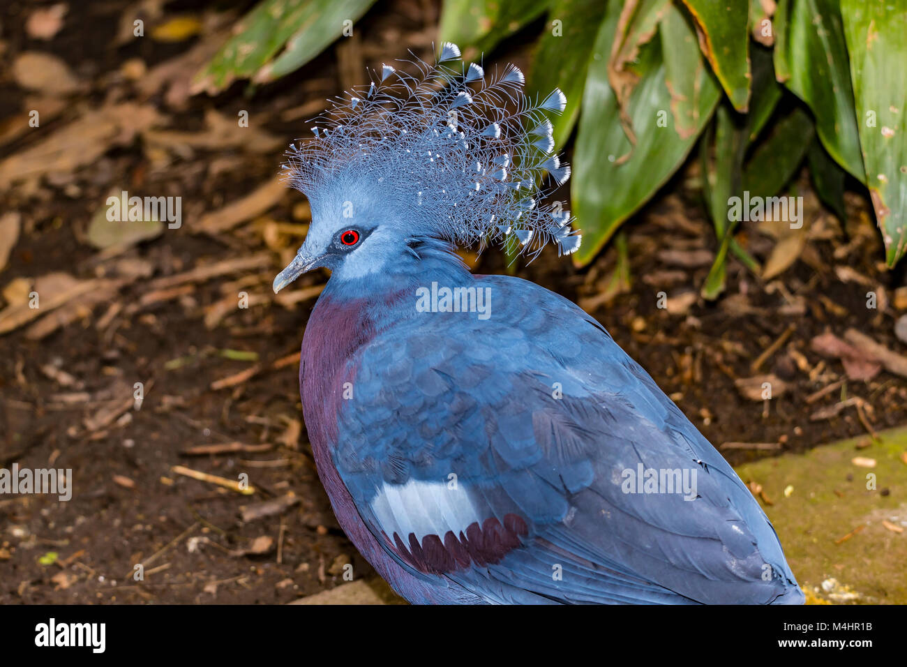 victoria crowned pigeon bird Stock Photo - Alamy