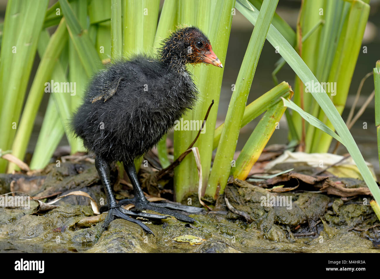 Coot hatchling hi-res stock photography and images - Alamy