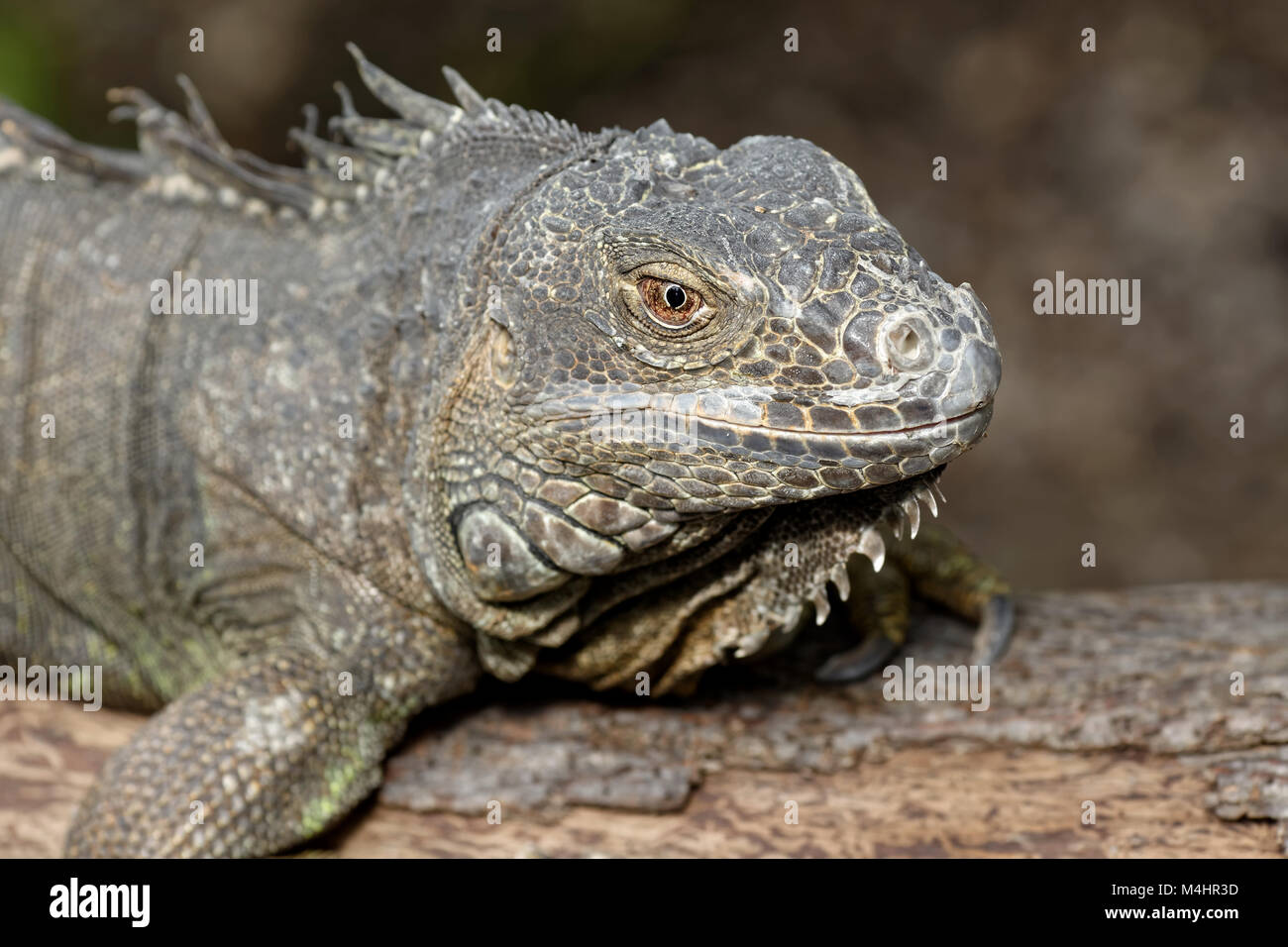 White iguana hi-res stock photography and images - Alamy