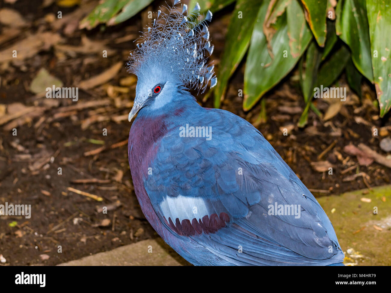 victoria crowned pigeon bird Stock Photo - Alamy
