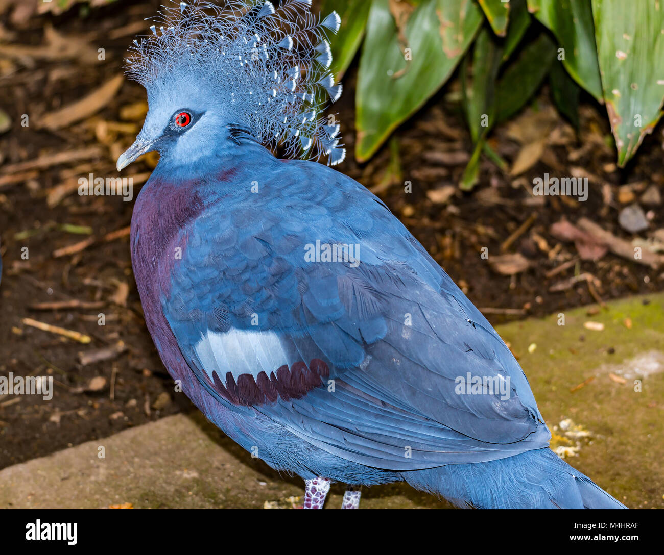 victoria crowned pigeon bird Stock Photo - Alamy