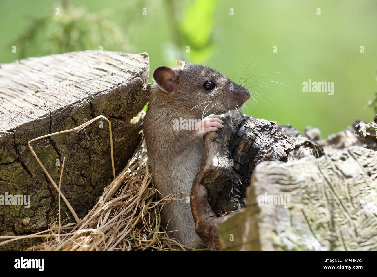 Mouse foraging hi-res stock photography and images - Alamy