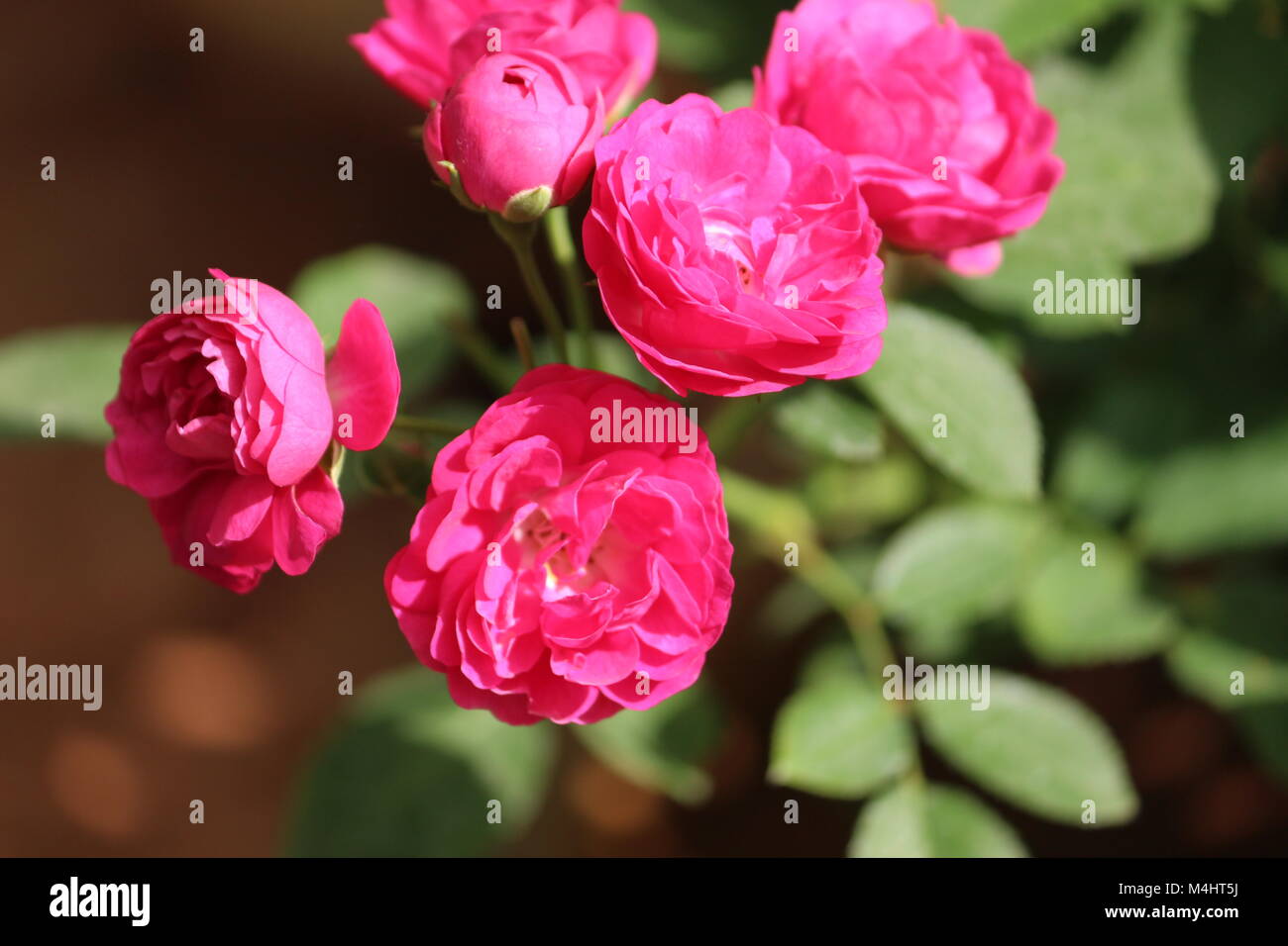 bunch of red rose in the plant Stock Photo - Alamy