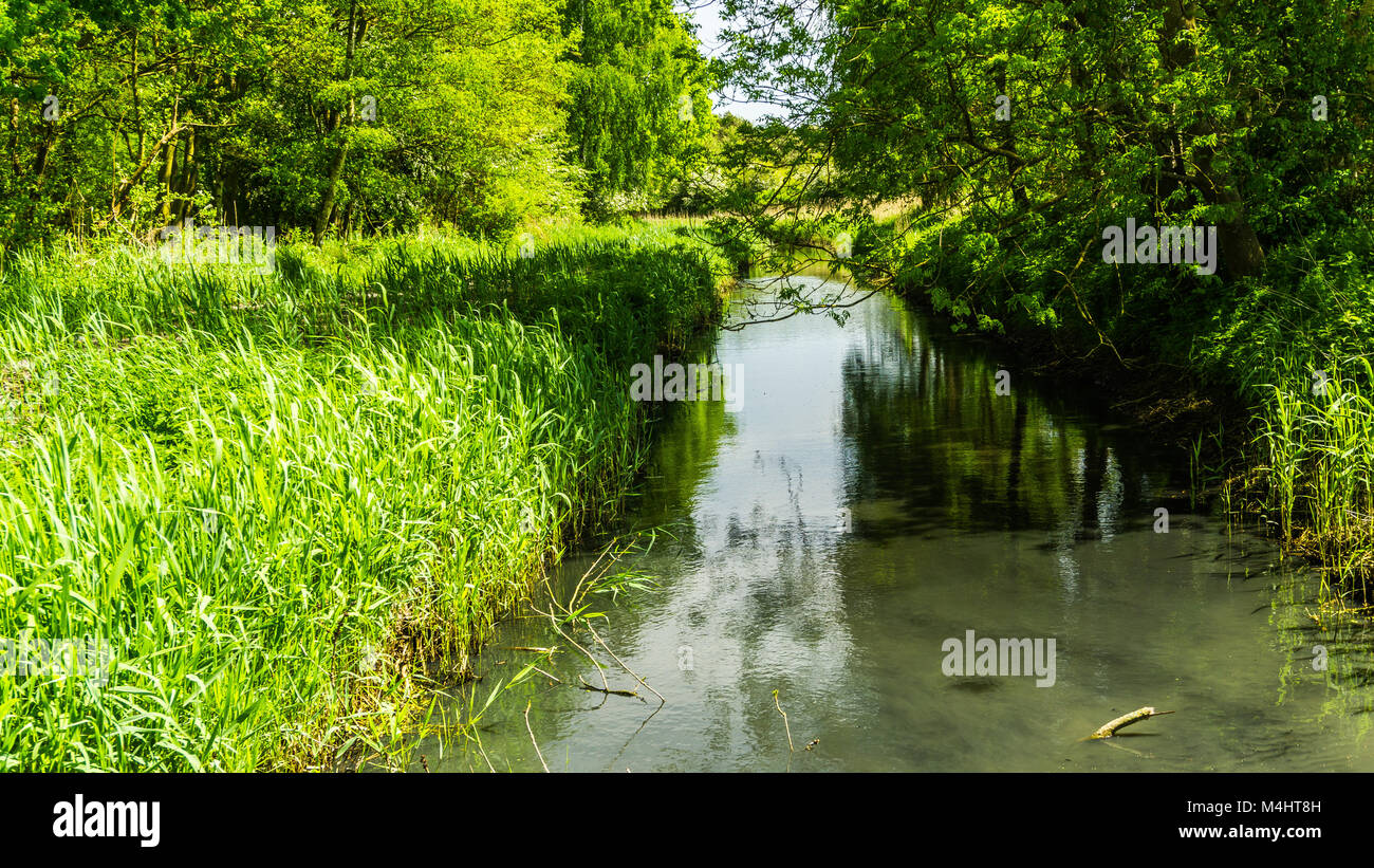 small river in the forest Stock Photo - Alamy