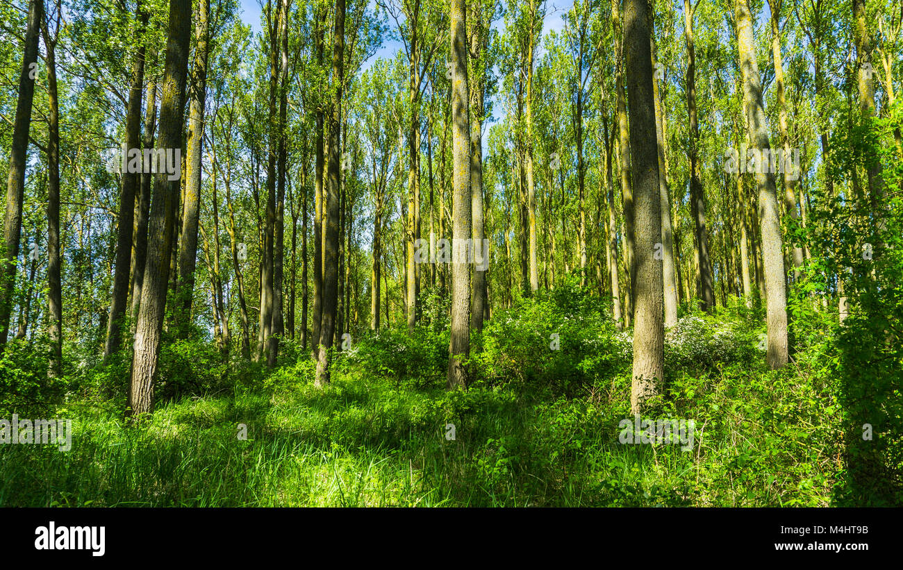 tree stems in the forest - landscape Stock Photo - Alamy