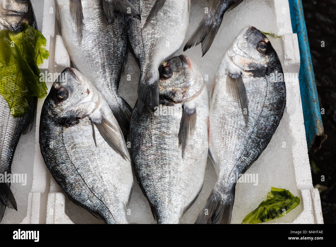 Mediterranean fish exposed Stock Photo - Alamy